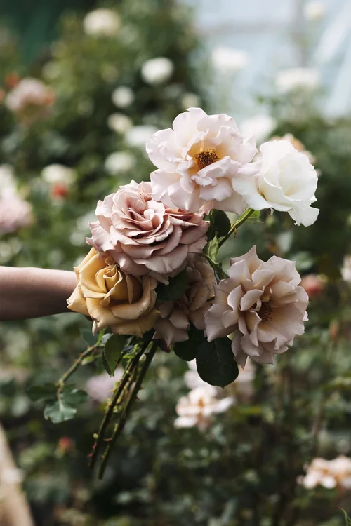 PYRUS | Specialist Botanical Design Studio