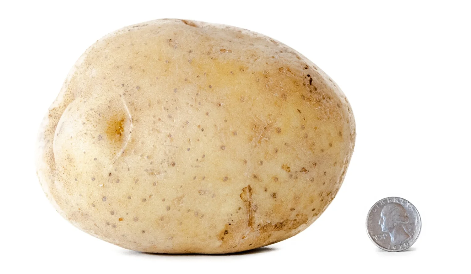 Lesson 1: Kennebec vs Russet Potatoes — Frites Street