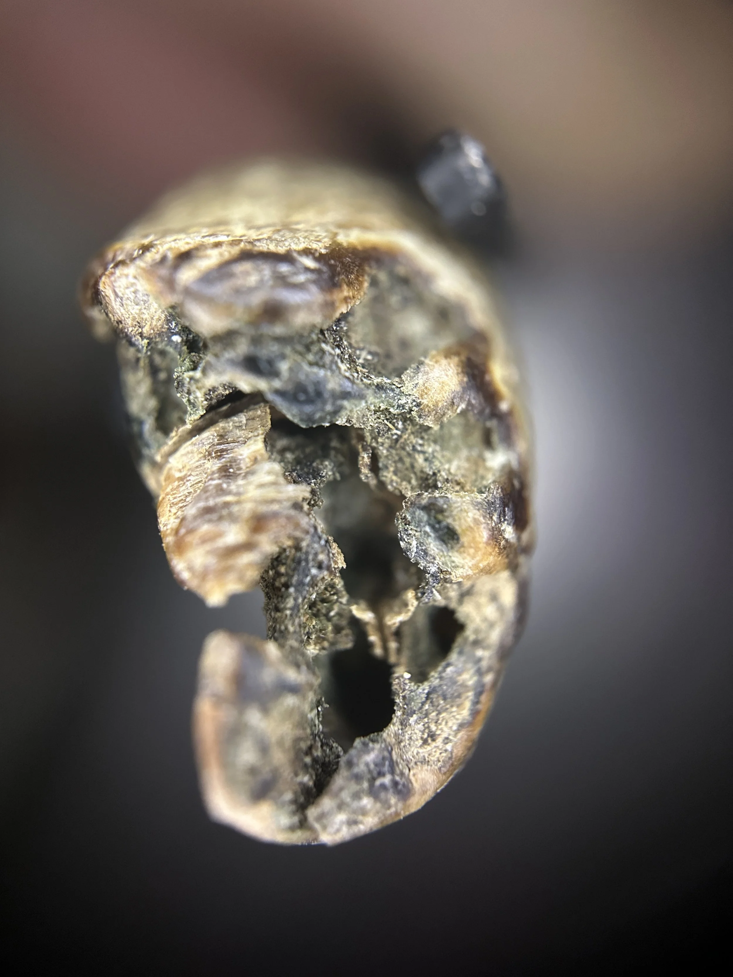 Understanding Insect-Damaged Coffee — Hoos Coffee Consulting