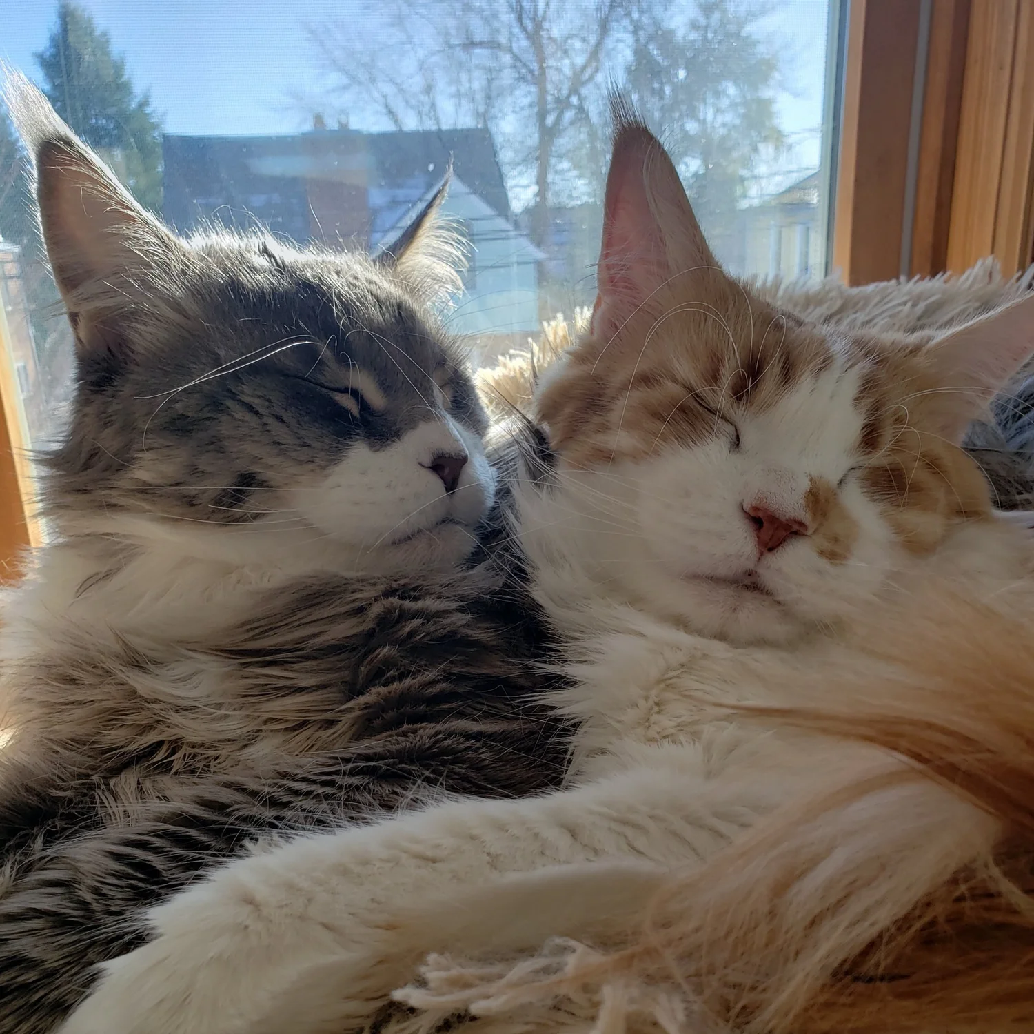 How to Write a Comparison Essay From Start to Finish — Zulie Writes