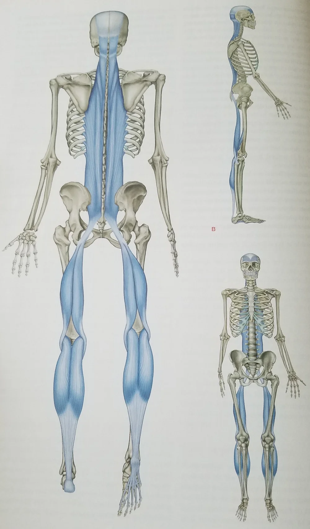 Fascia Friday (1st in a Series) - Superficial Back Line — Uncommon ...