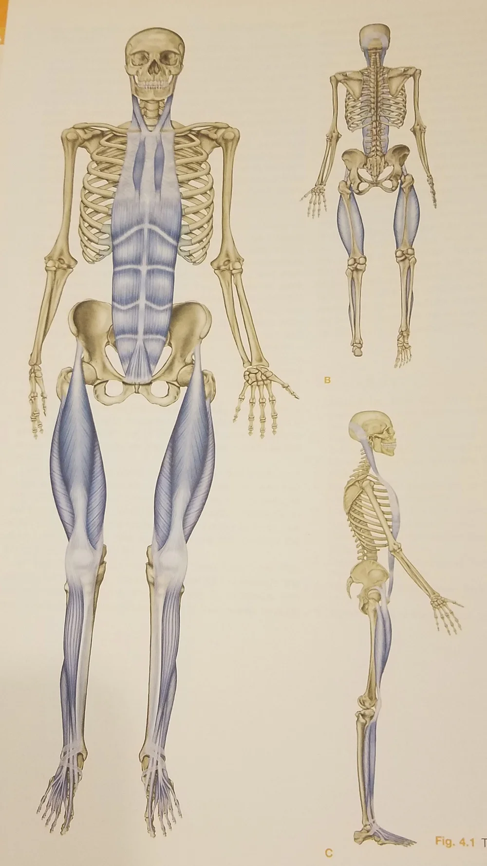 Fascia Friday - Part 2 - Superficial Front Line — Uncommon Health Bodywork