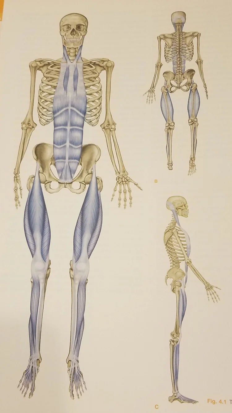 Fascia Friday - Part 2 - Superficial Front Line — Uncommon Health Bodywork