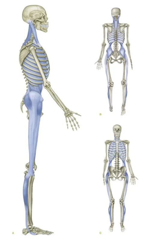 Fascia Friday - Part 3 - Lateral Line — Uncommon Health Bodywork