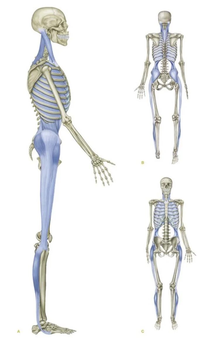 Fascia Friday - Part 3 - Lateral Line — Uncommon Health Bodywork
