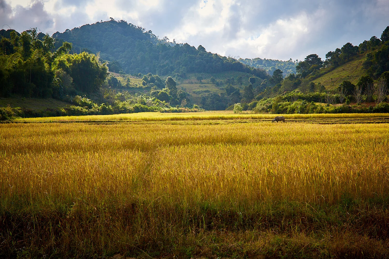Myanmar Countryside — The Steve Bayes Travels