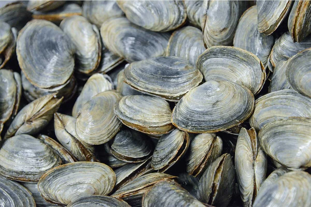 Our Story | The Clam Shack | Seafood Dining & Market | Maine