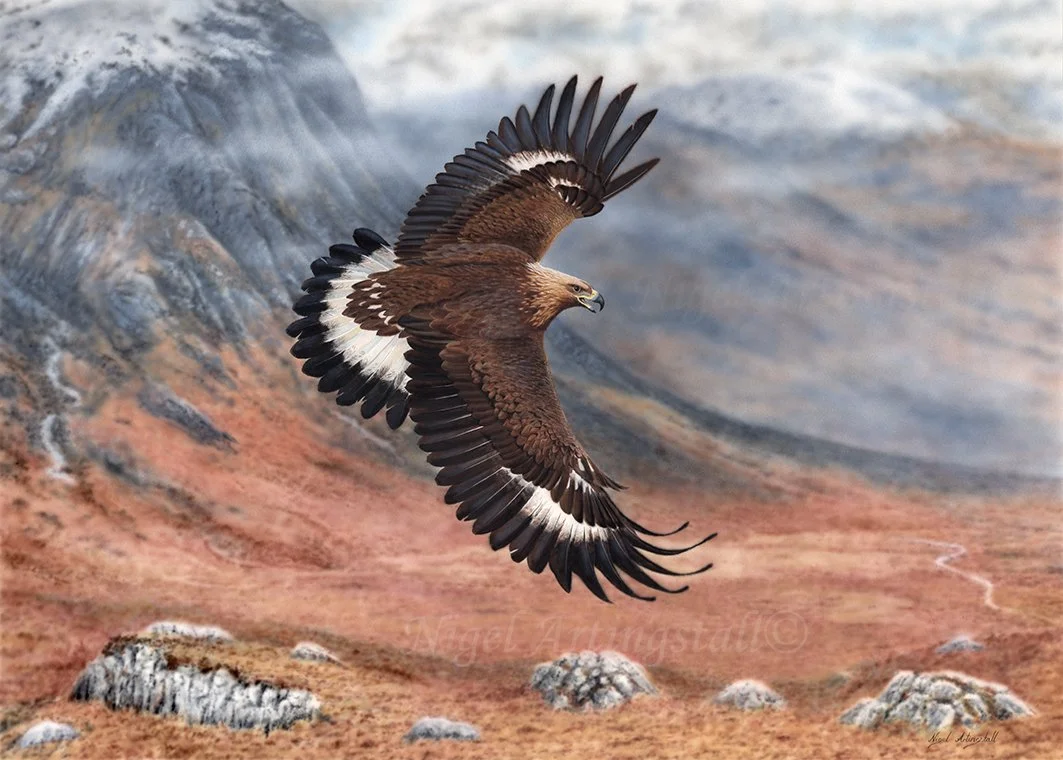 Exhibitions and Events — Nigel Artingstall