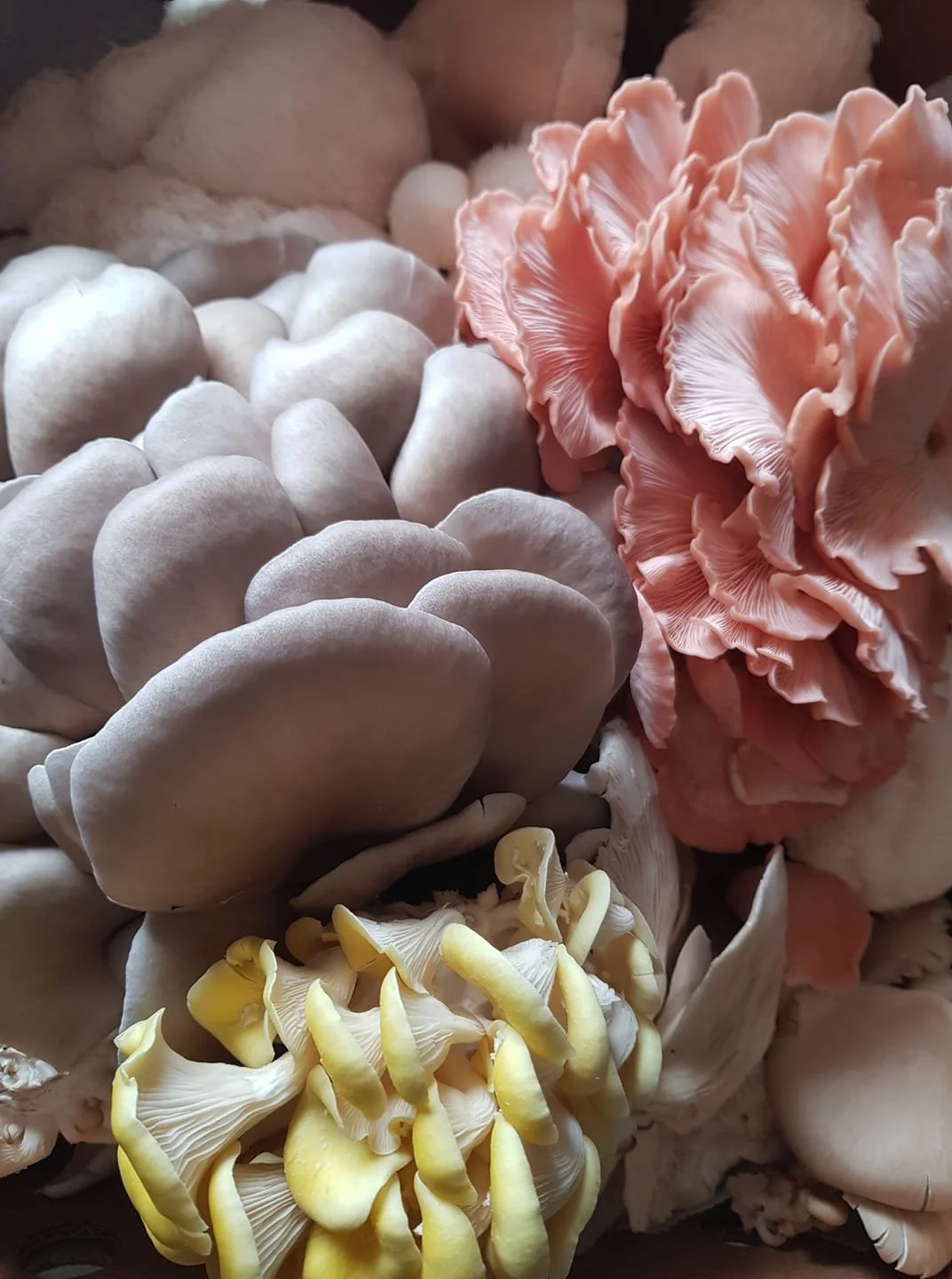 General 2 — West Tamar Fungi