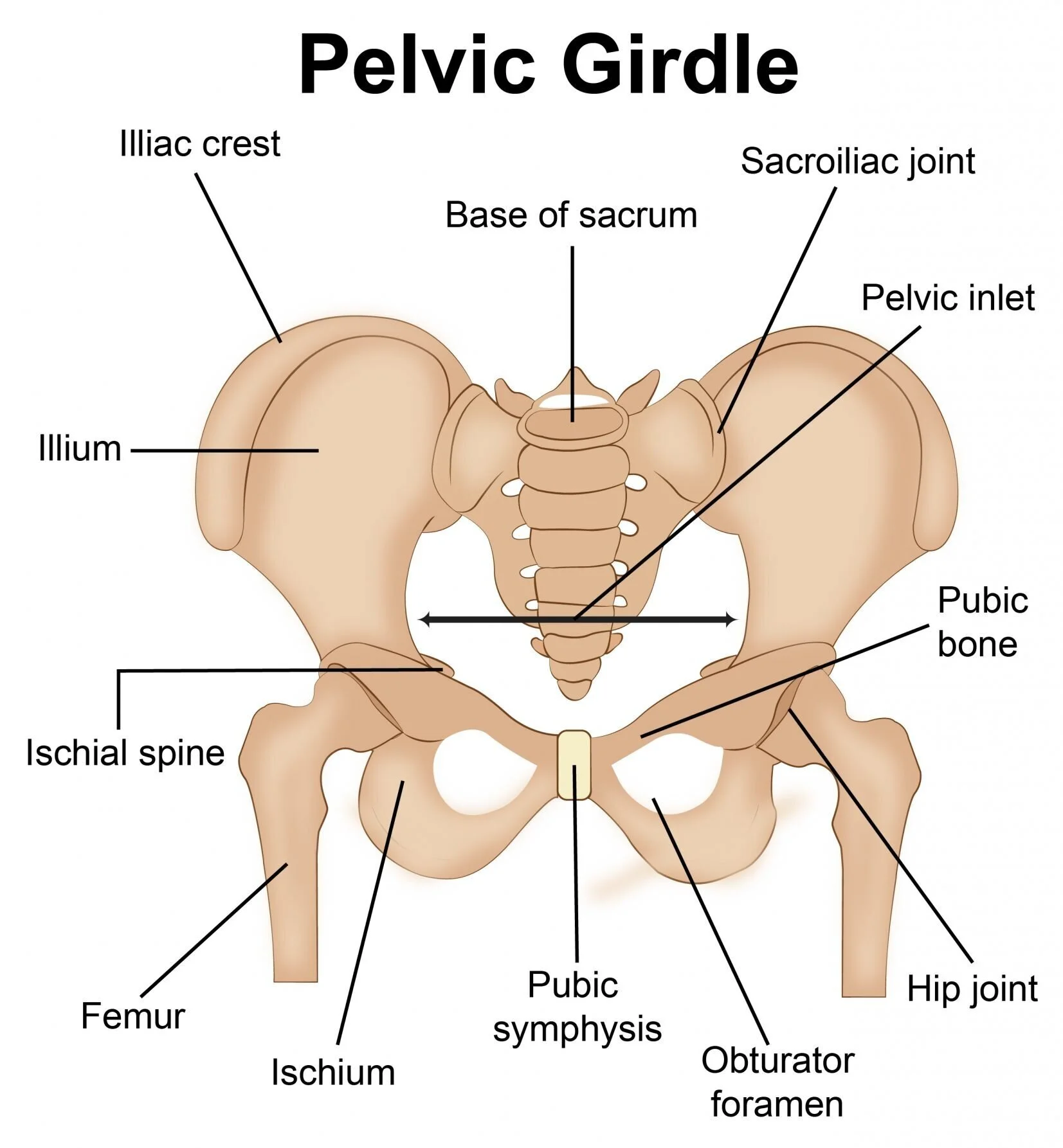 What Is The Bone In Your Bum Cheek Called What Is The Bone In Your Bum Cheek Called