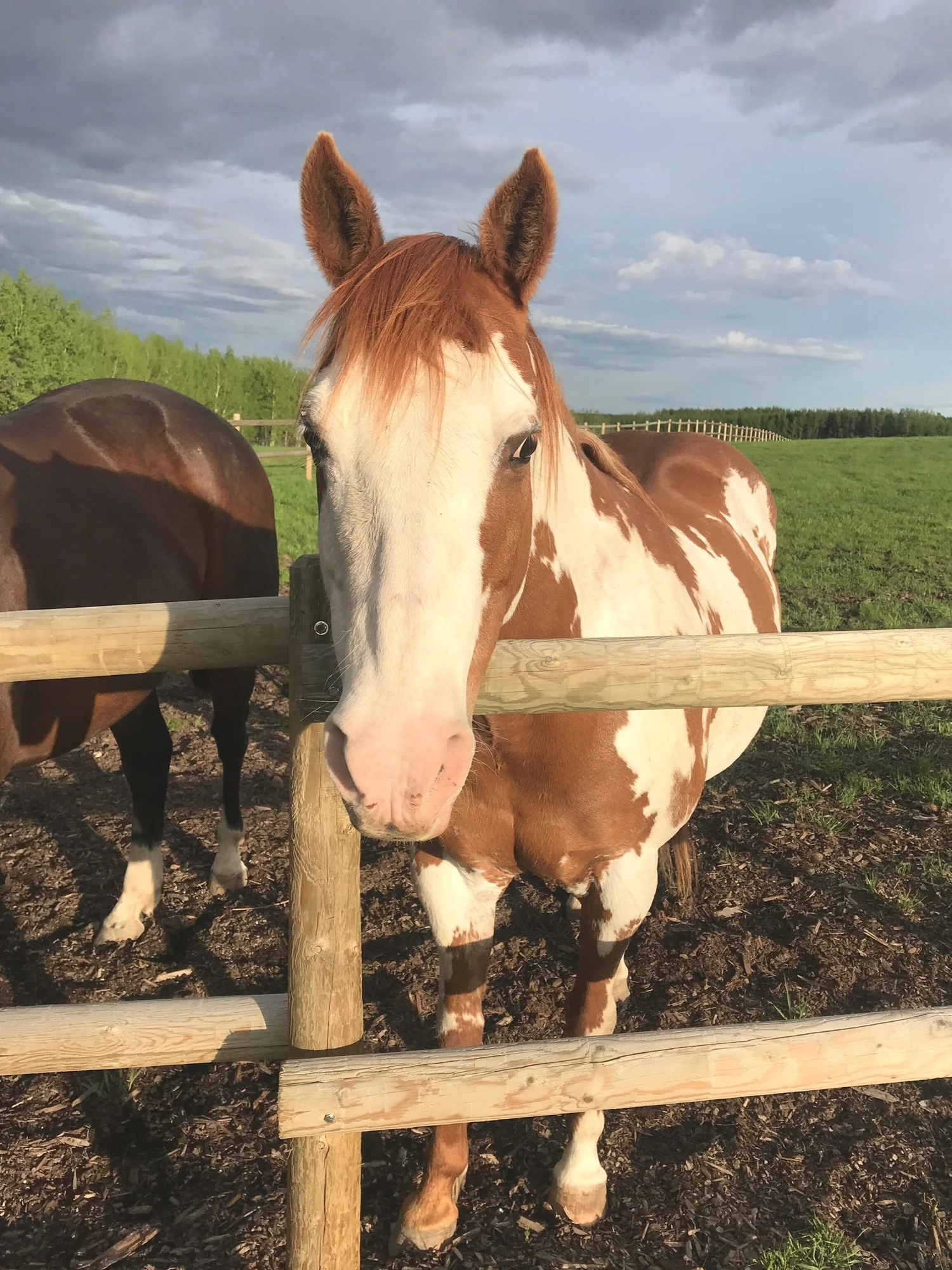 Horses First
