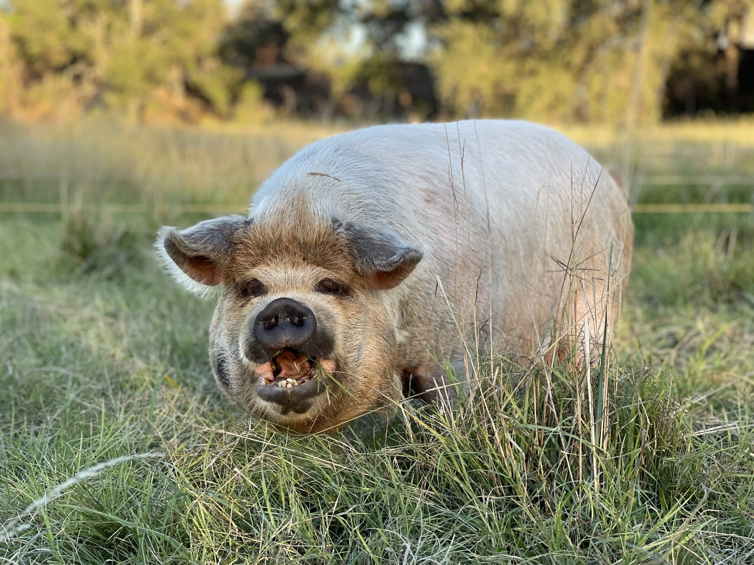Learn About Pigs — 6E Farmstead