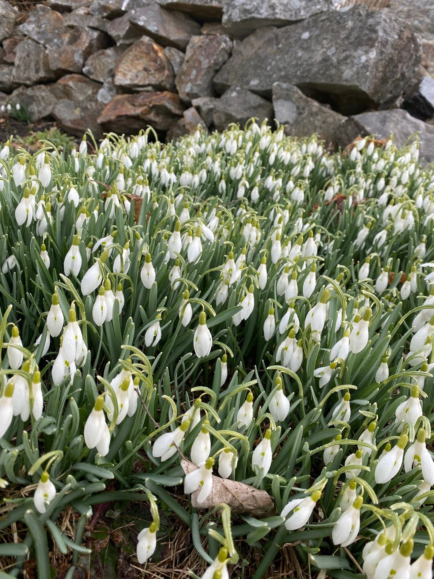 Spring, the wood phase bursting into life — Camden Acupuncture
