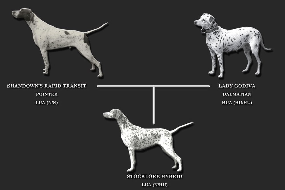 LUA Backcross Project — ArmySoldier Dalmatians