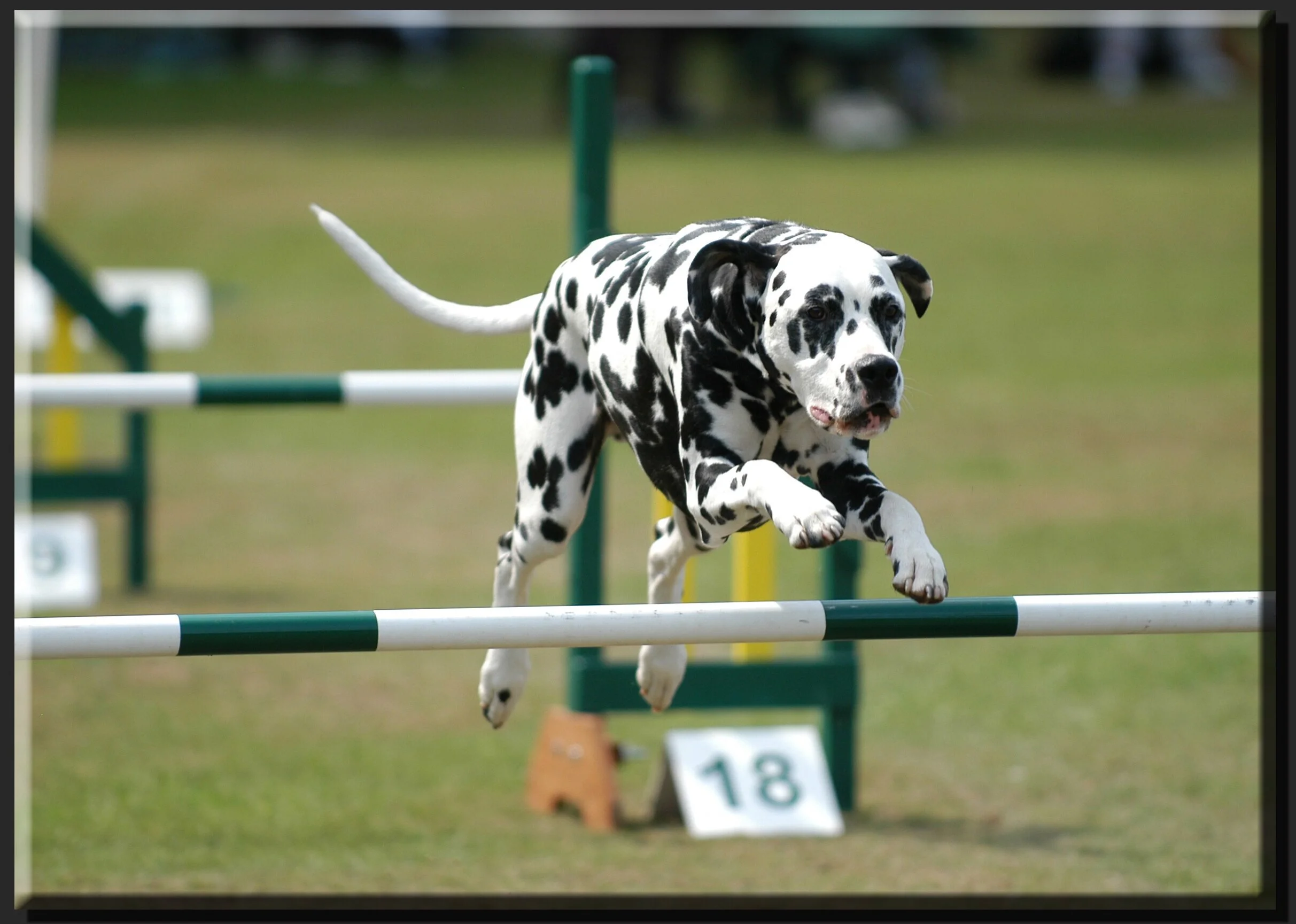 Companion Sports — ArmySoldier Dalmatians