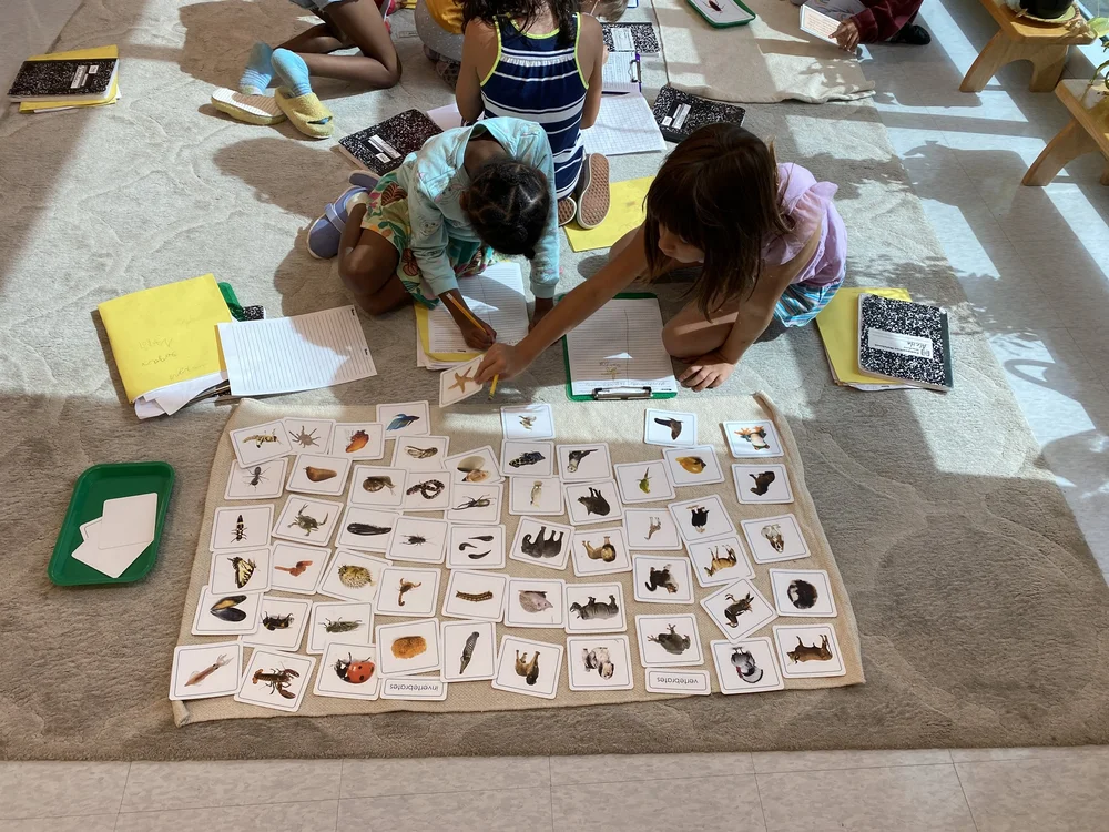Educator Essentials — Public Montessori in Action International