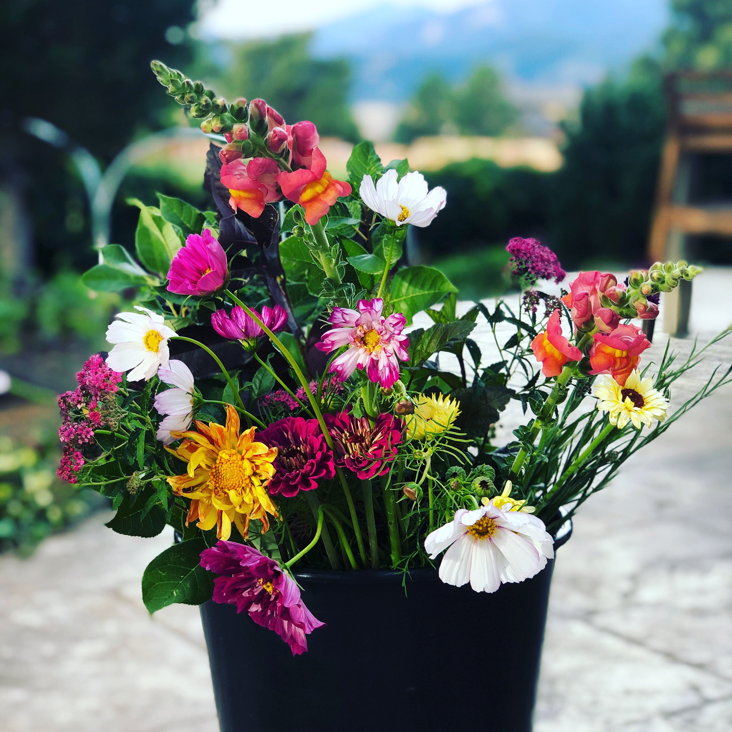 Local Flower Farm — Gather Mountain Blooms