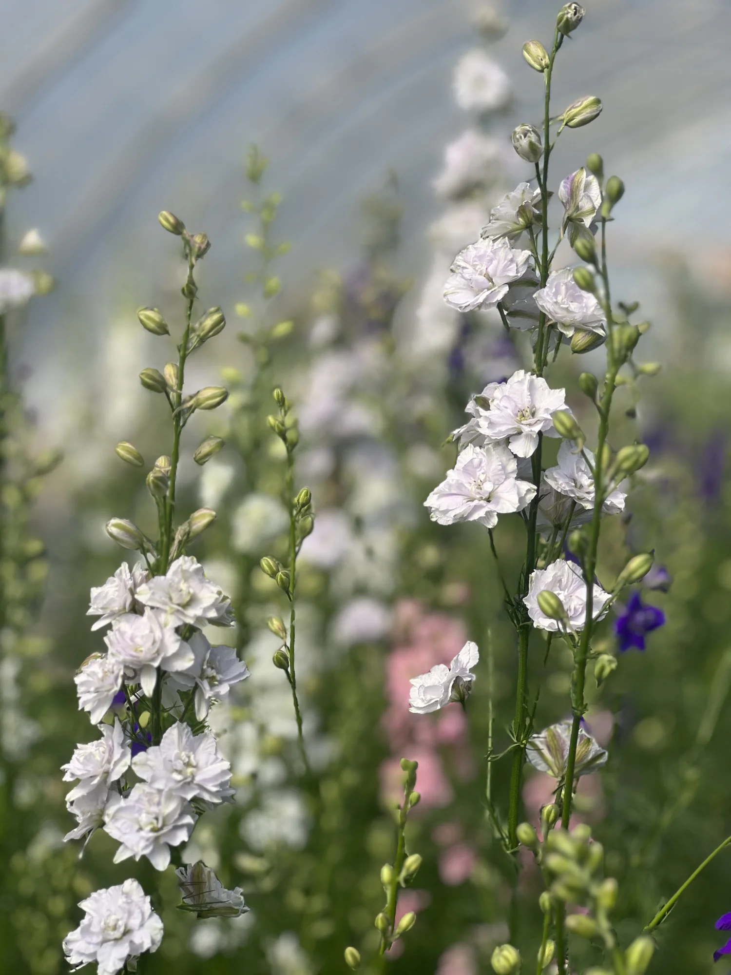 Gather Mountain Blooms