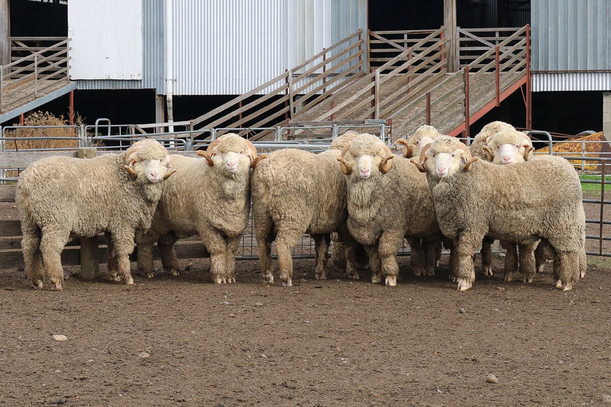 Trefusis Fine Wool Merino Stud
