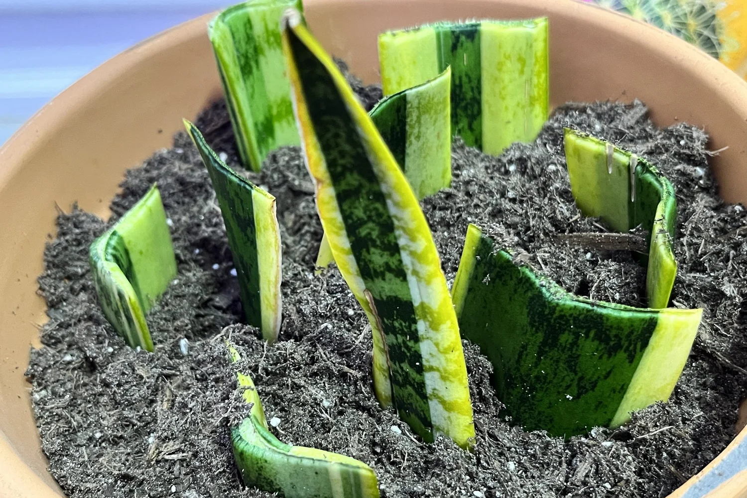 How to propagate snake plants in soil — Homestead Creative