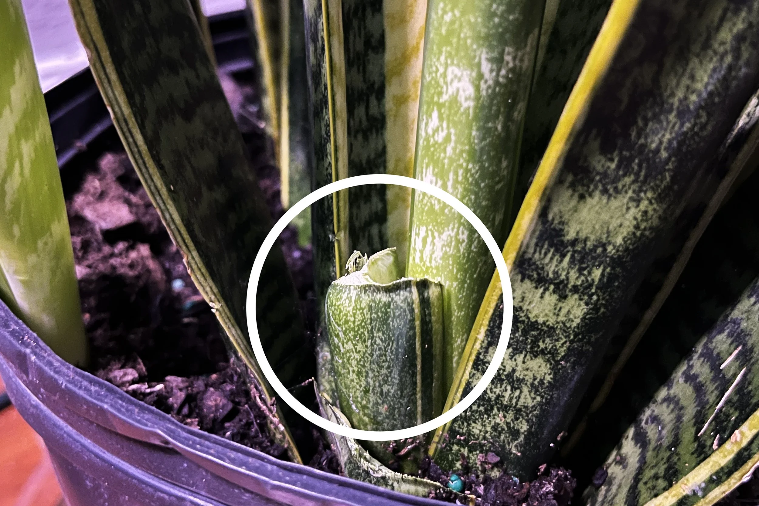 How to propagate snake plants in soil — Homestead Creative