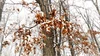 Why oak trees keep their leaves in winter — Homestead Creative