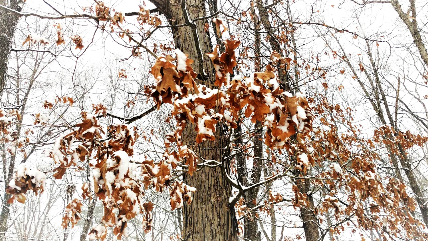 Why oak trees keep their leaves in winter — Homestead Creative