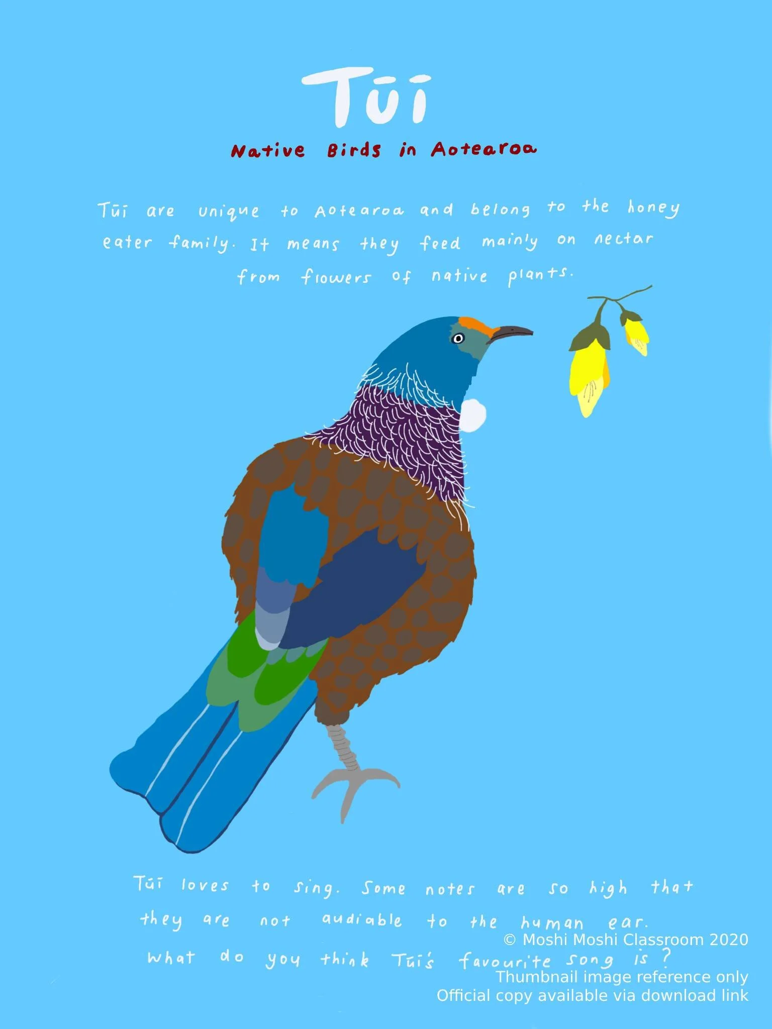 Tūī - Native Birds in Aotearoa — Moshi Moshi Classroom
