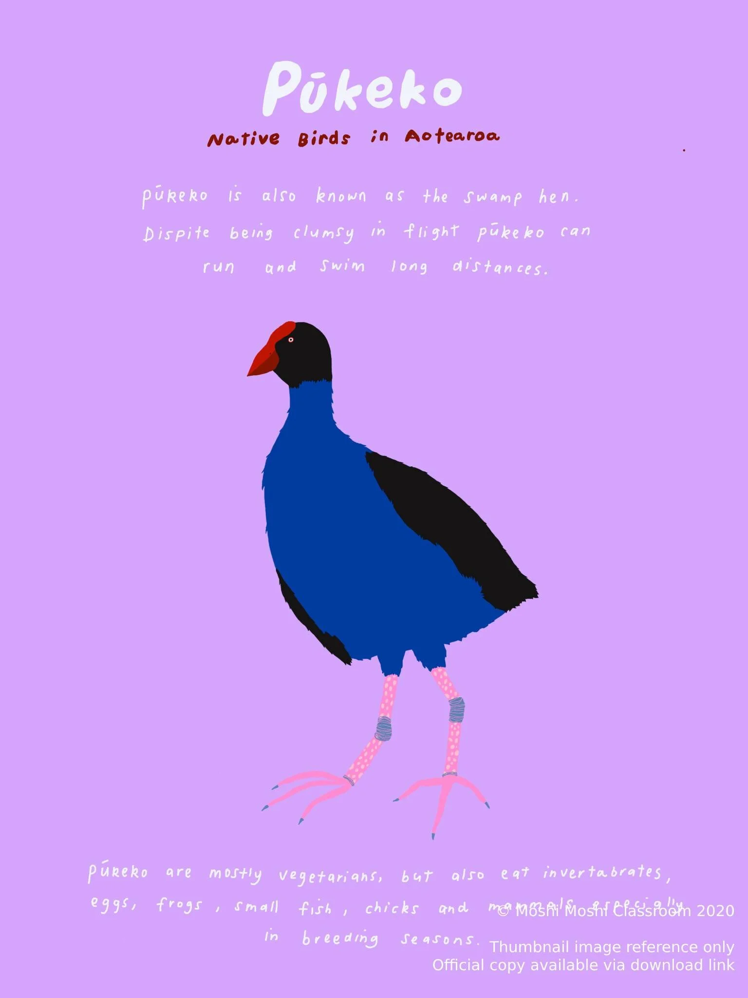Pūkeko - Native Birds in Aotearoa — Moshi Moshi Classroom