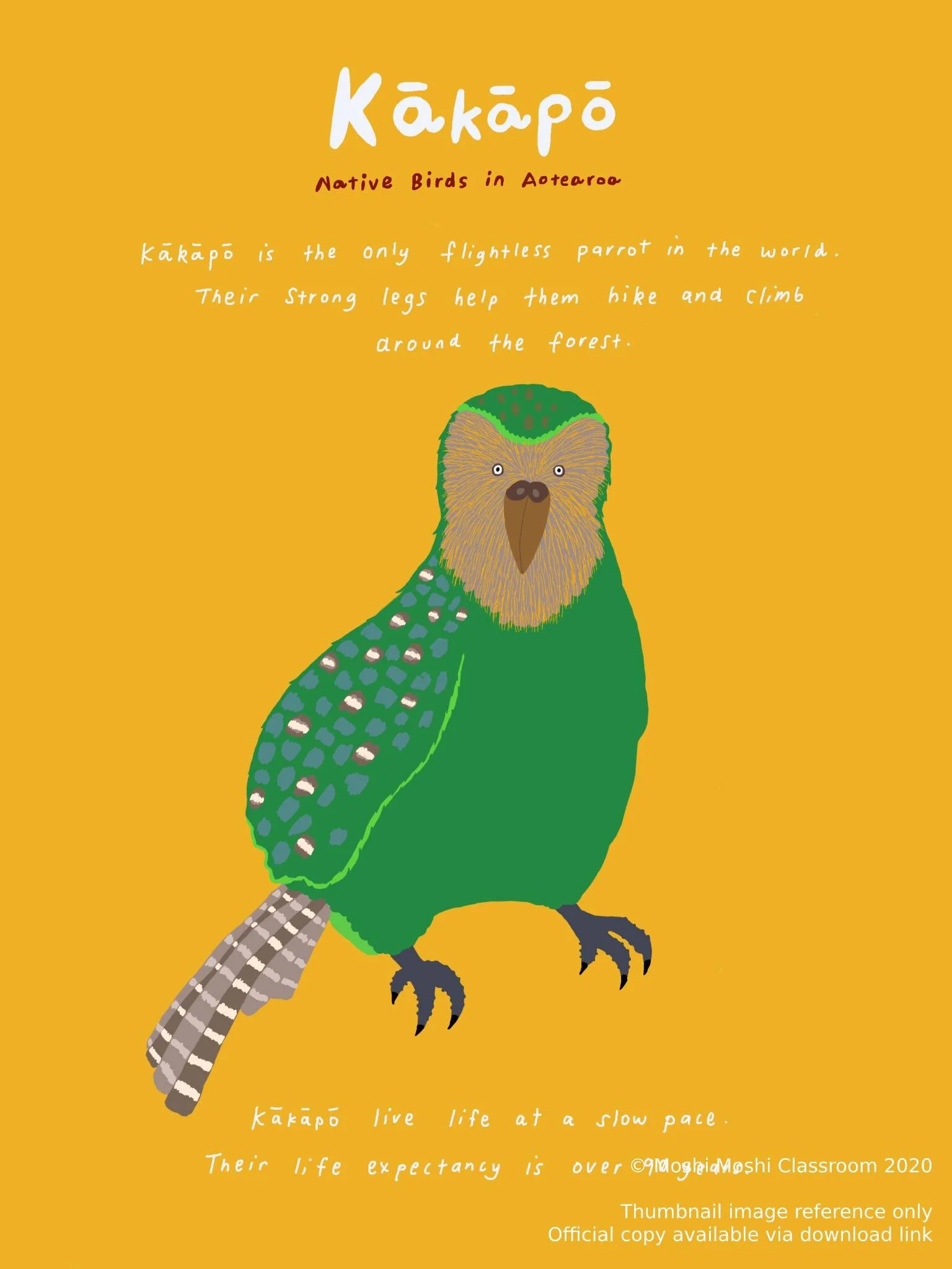 Kākāpō - Native Birds in Aotearoa — Moshi Moshi Classroom