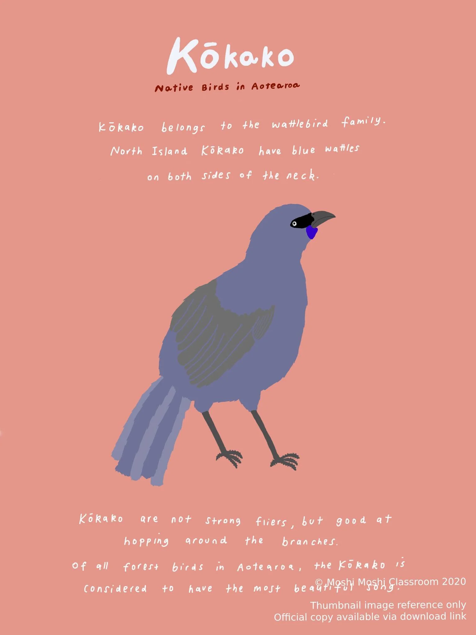 kōkako - Native Birds in Aotearoa — Moshi Moshi Classroom