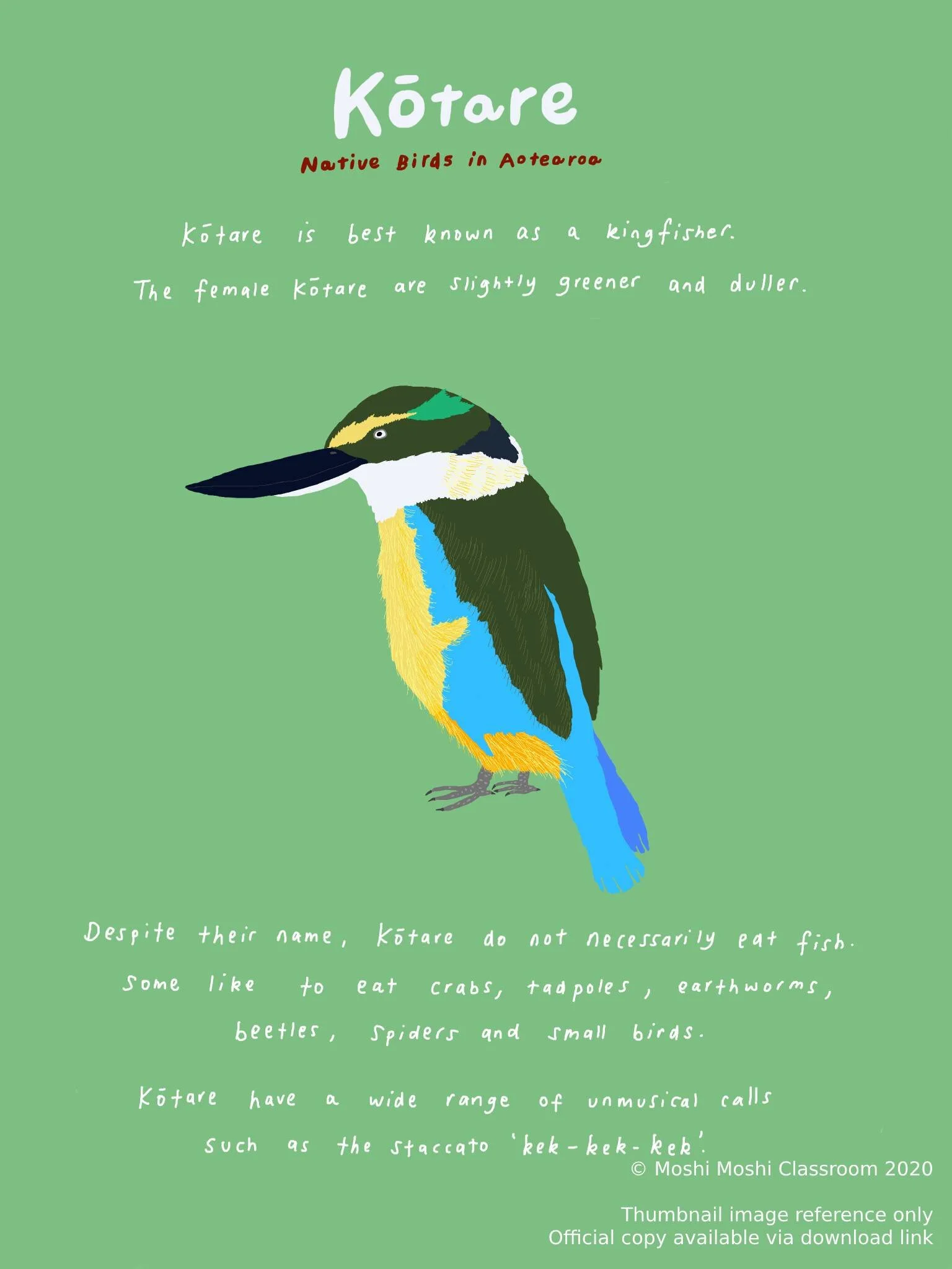 kōtare - Native Birds in Aotearoa — Moshi Moshi Classroom