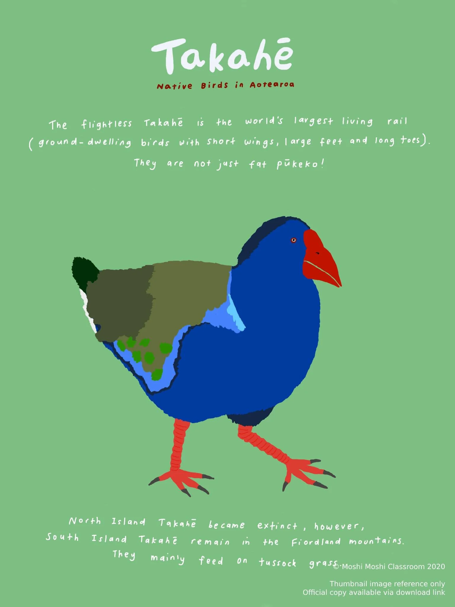 Takahē - Native Birds in Aotearoa — Moshi Moshi Classroom