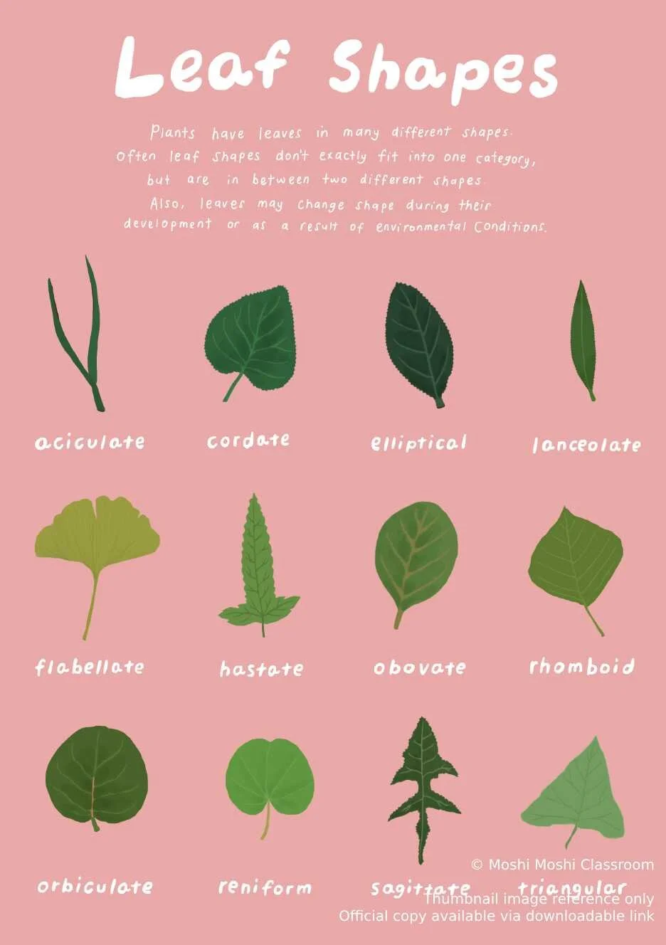 Leaf Shapes — Moshi Moshi Classroom