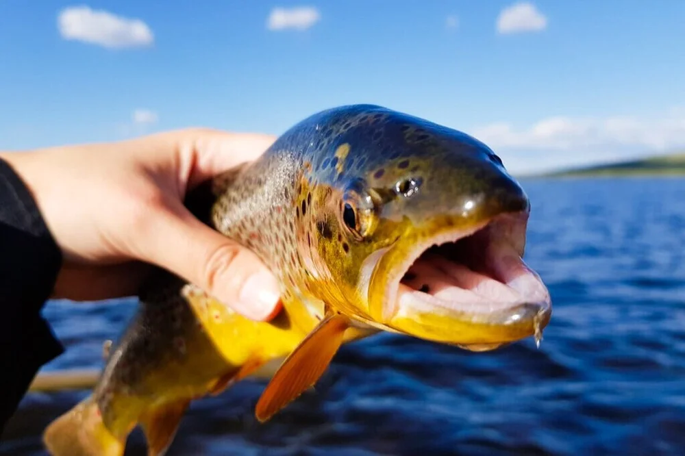 Fiskeopplevelser i Tinn og Numedal — SvingOm