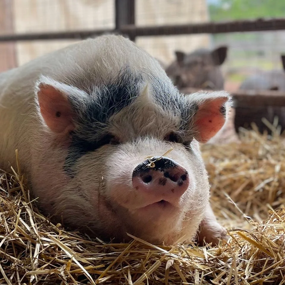 Pigs — Hope & Serenity Farm Sanctuary
