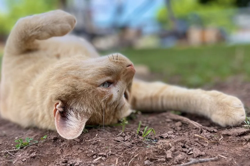 Sponsor a rescued farm animal — Hope & Serenity Farm Sanctuary