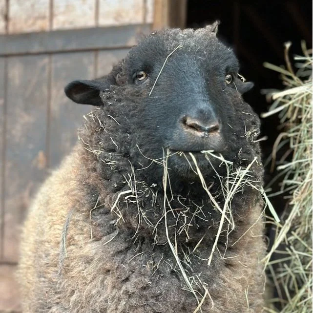 Sheep — Hope & Serenity Farm Sanctuary