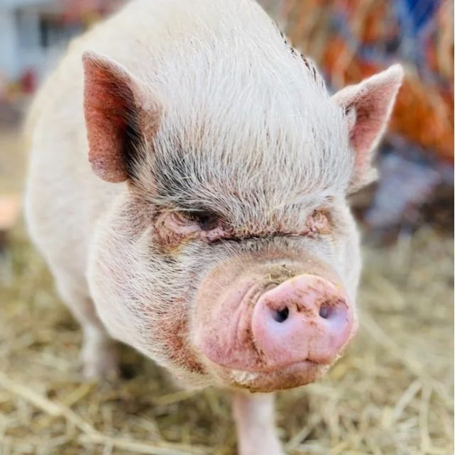 Pigs — Hope & Serenity Farm Sanctuary