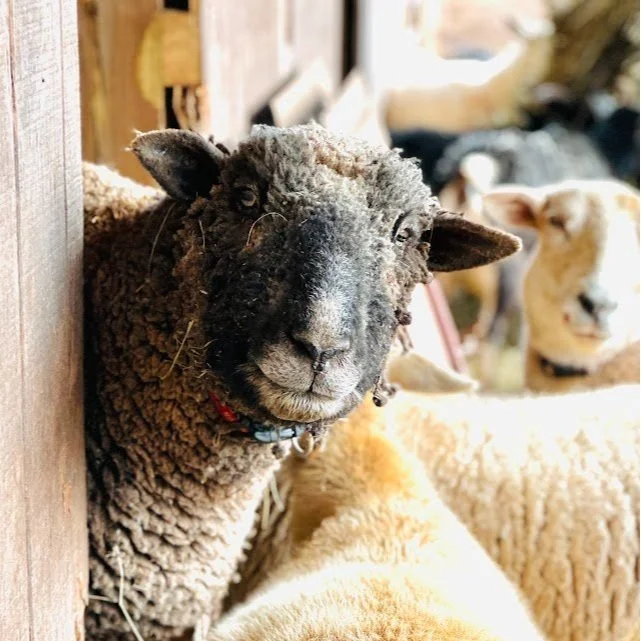 Sheep — Hope & Serenity Farm Sanctuary