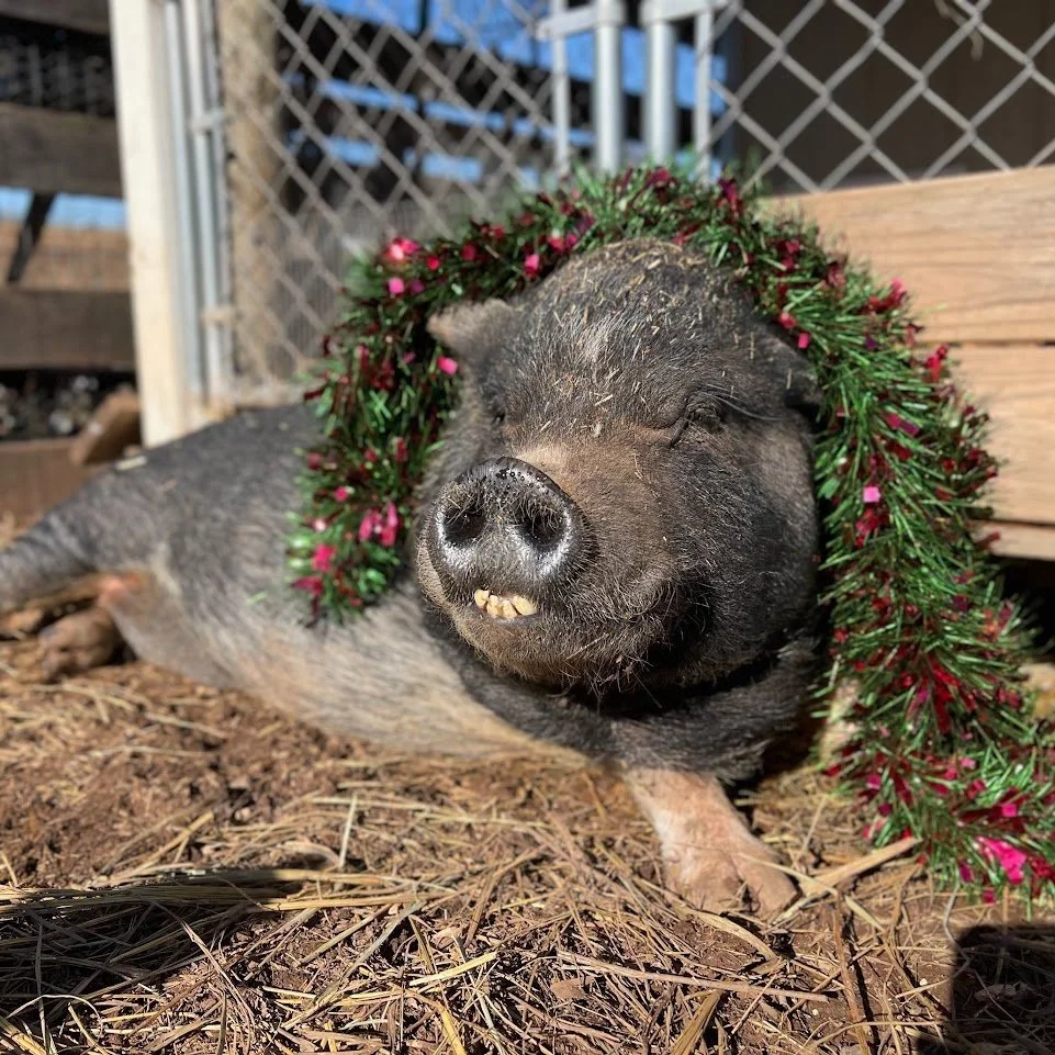 Pigs — Hope & Serenity Farm Sanctuary