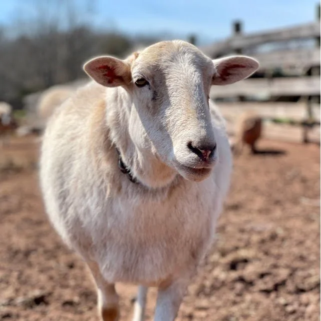 Sheep — Hope & Serenity Farm Sanctuary