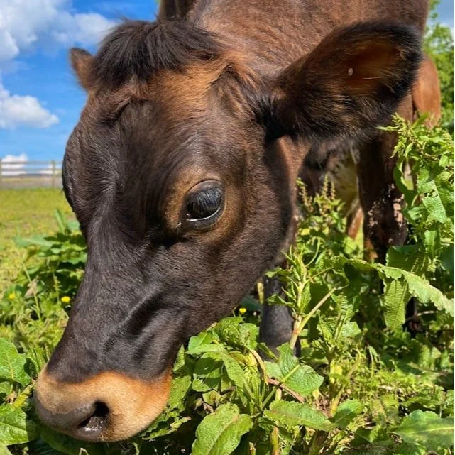 Cows and Calves — Hope & Serenity Farm Sanctuary