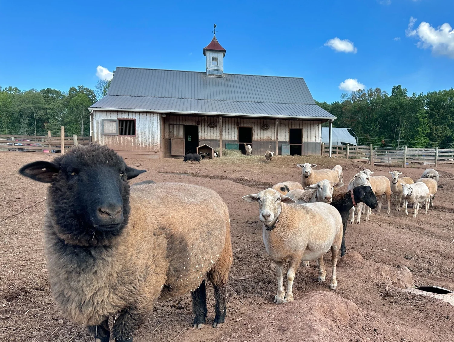 Appointments 2 — Hope & Serenity Farm Sanctuary