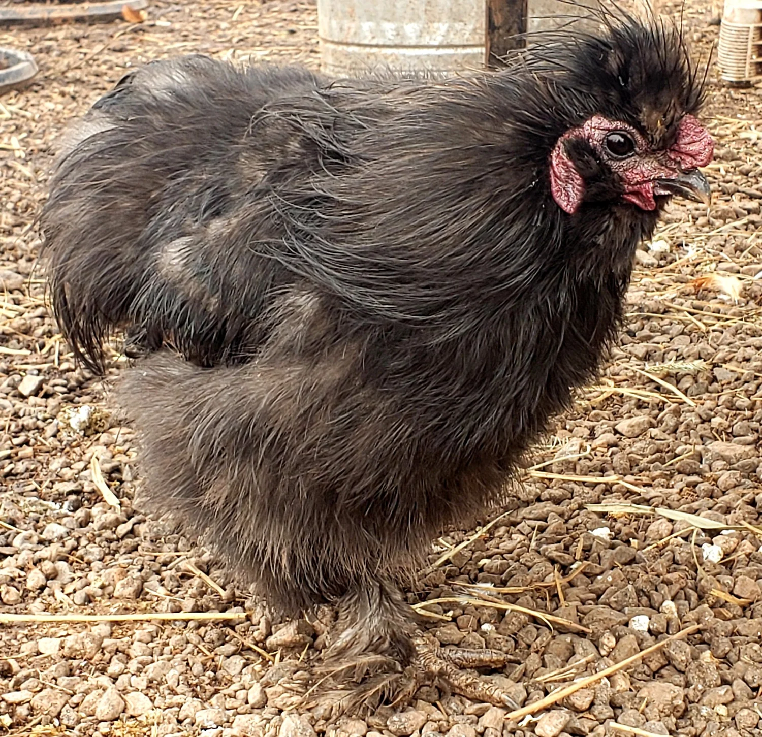 In Memoriam — Hope & Serenity Farm Sanctuary