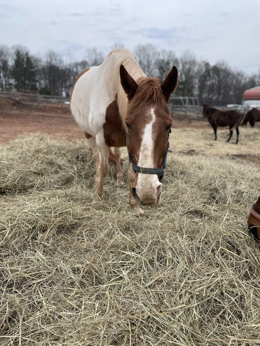 Hope & Serenity Farm Sanctuary