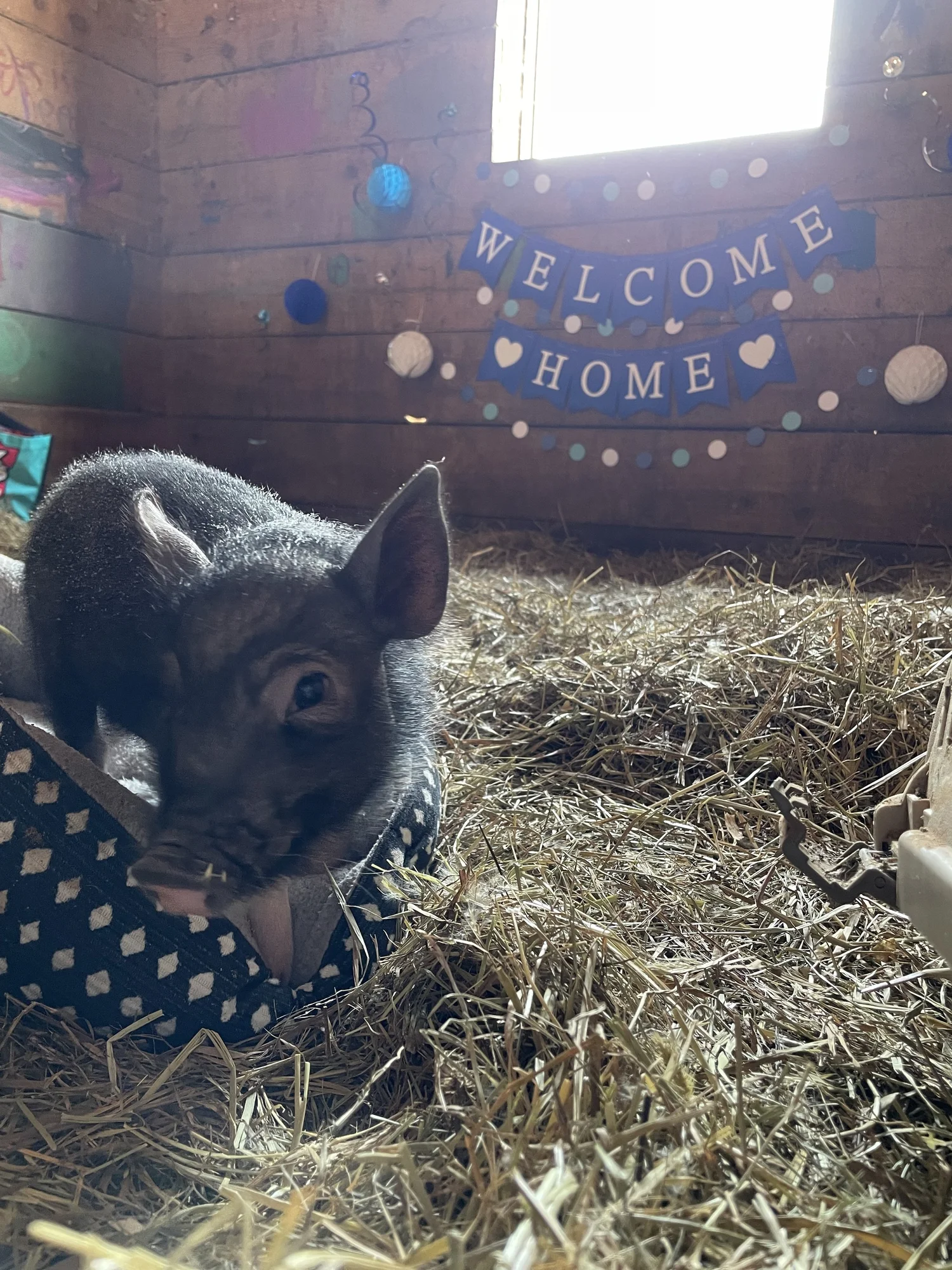 Pigs — Hope & Serenity Farm Sanctuary