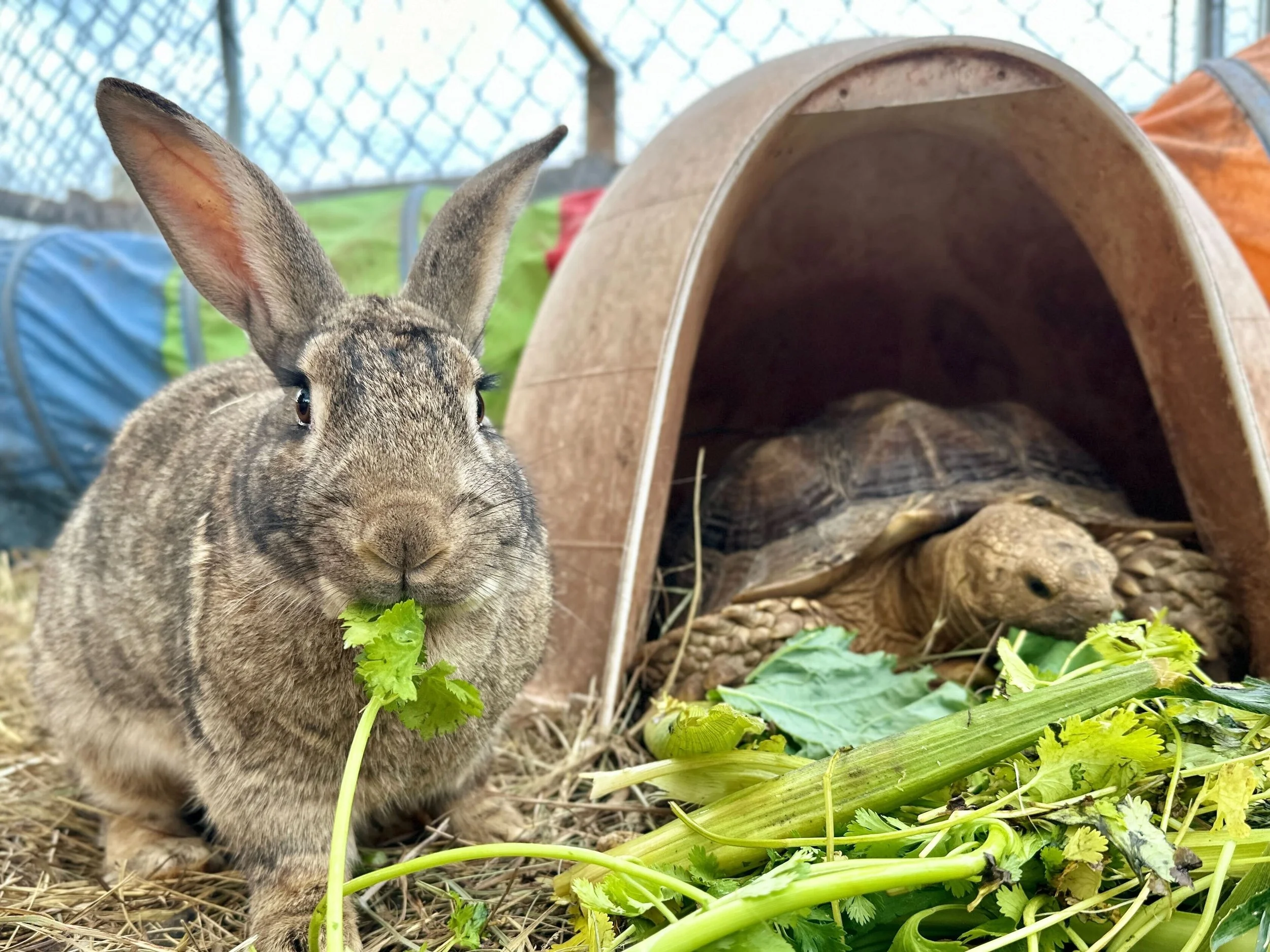 Summer Camp Program — Hope & Serenity Farm Sanctuary