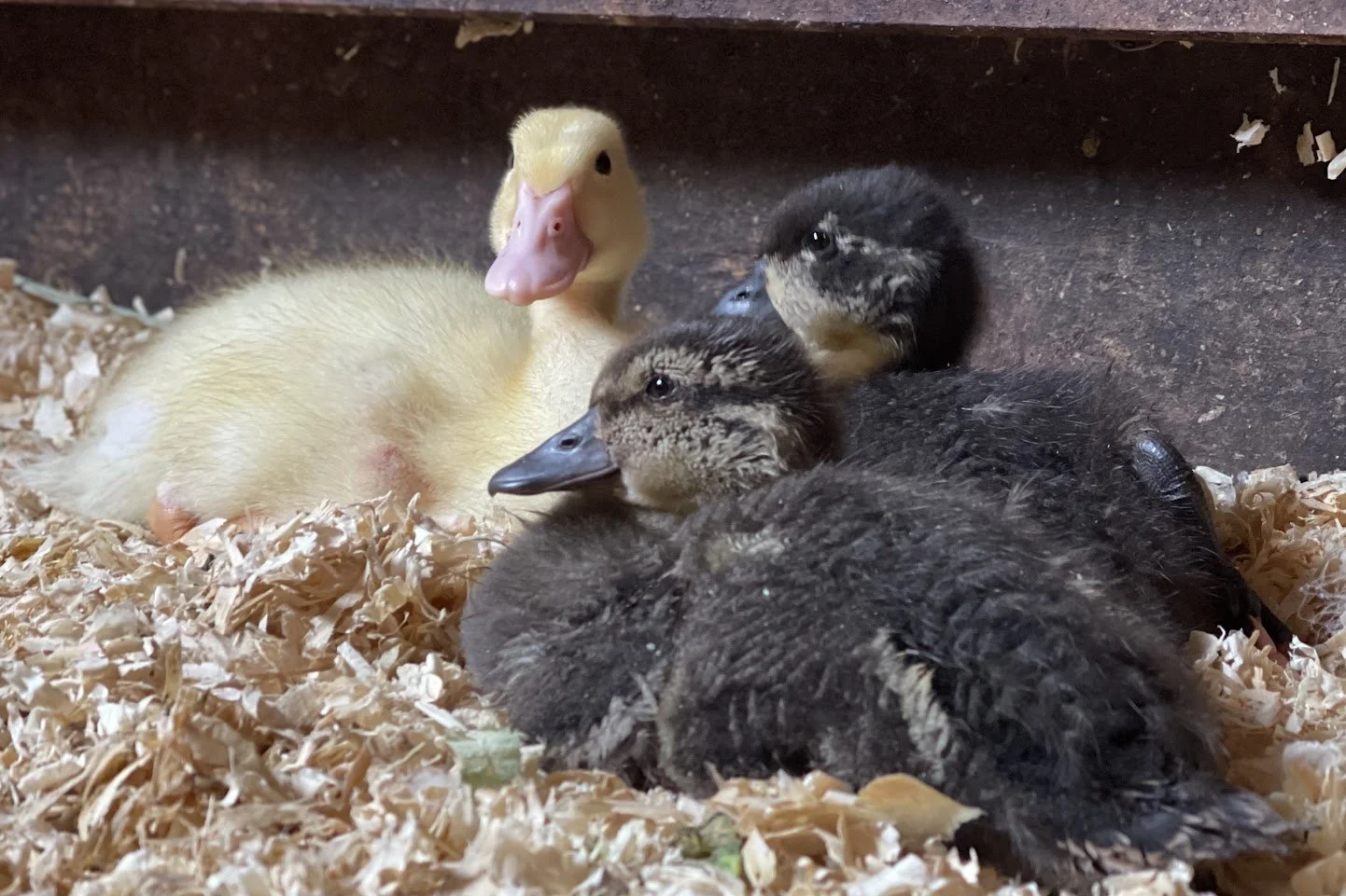 Ducks — Hope & Serenity Farm Sanctuary