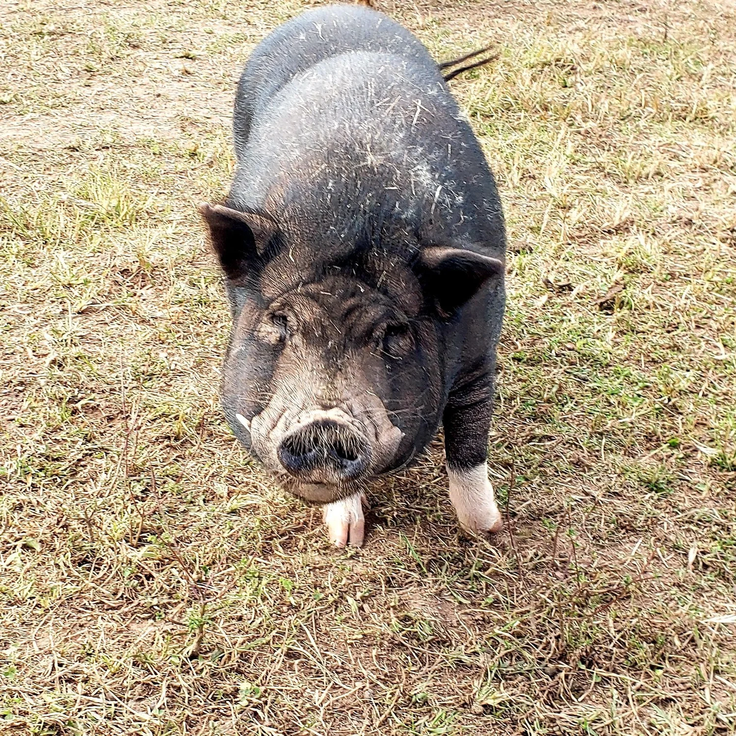 Pigs — Hope & Serenity Farm Sanctuary